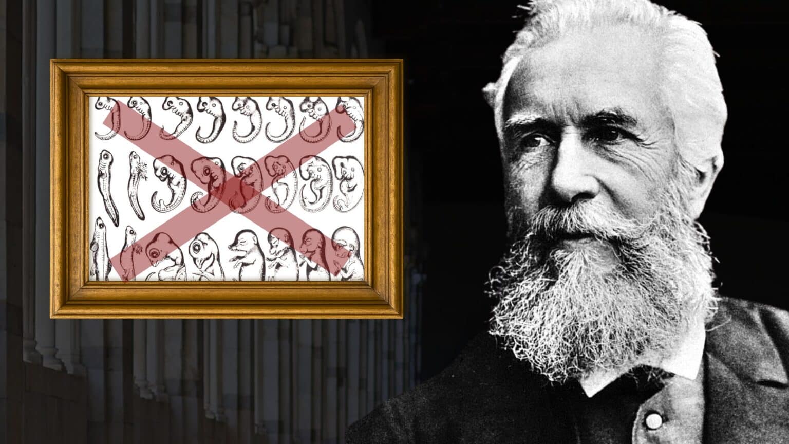 Widerlegte Evolutionstheorie – der Embryonenschwinden und der fehlende ...